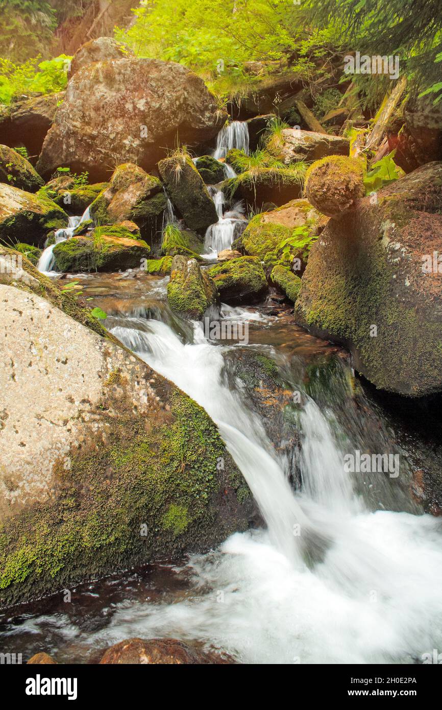 rapids on the wild river in the forest - water flowing over rocks Stock ...