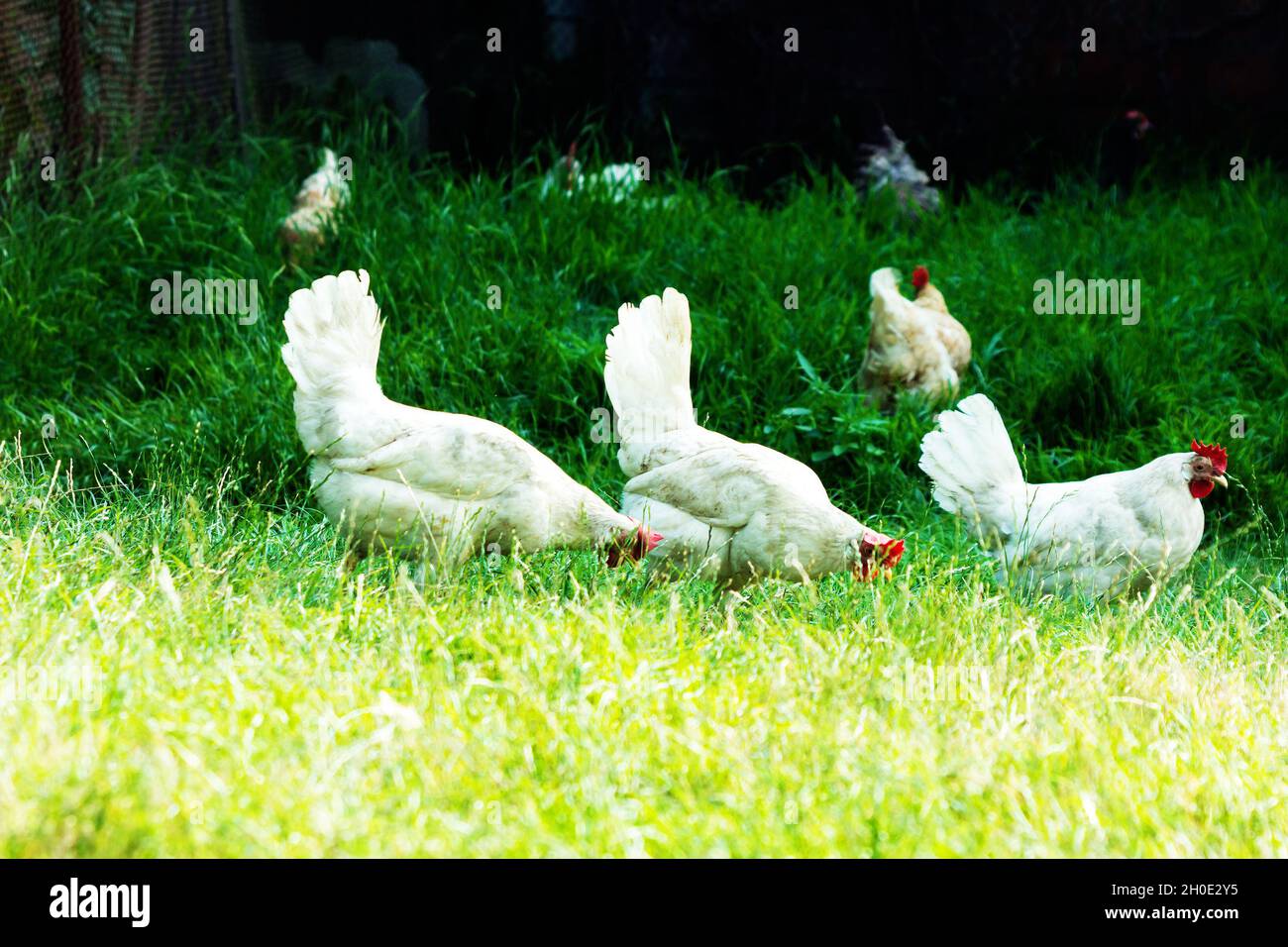 Homestead chickens hi-res stock photography and images - Alamy