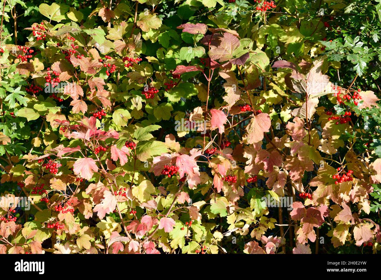 (Viburnum opulus) Plant in Hedge Stock Photo - Alamy