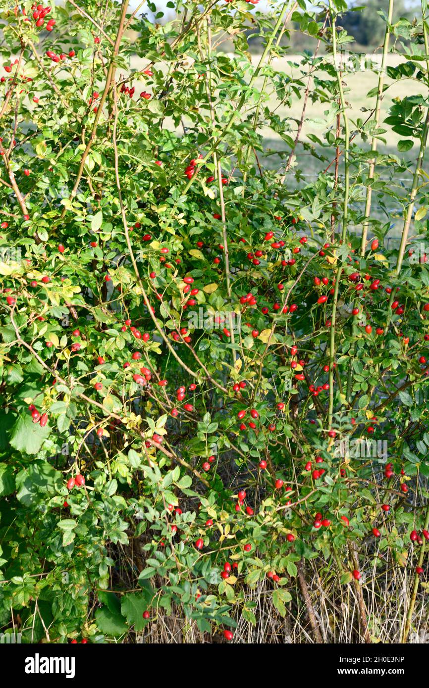 Rose Hip (Rosa rugosa) Plant in Hedge Stock Photo - Alamy