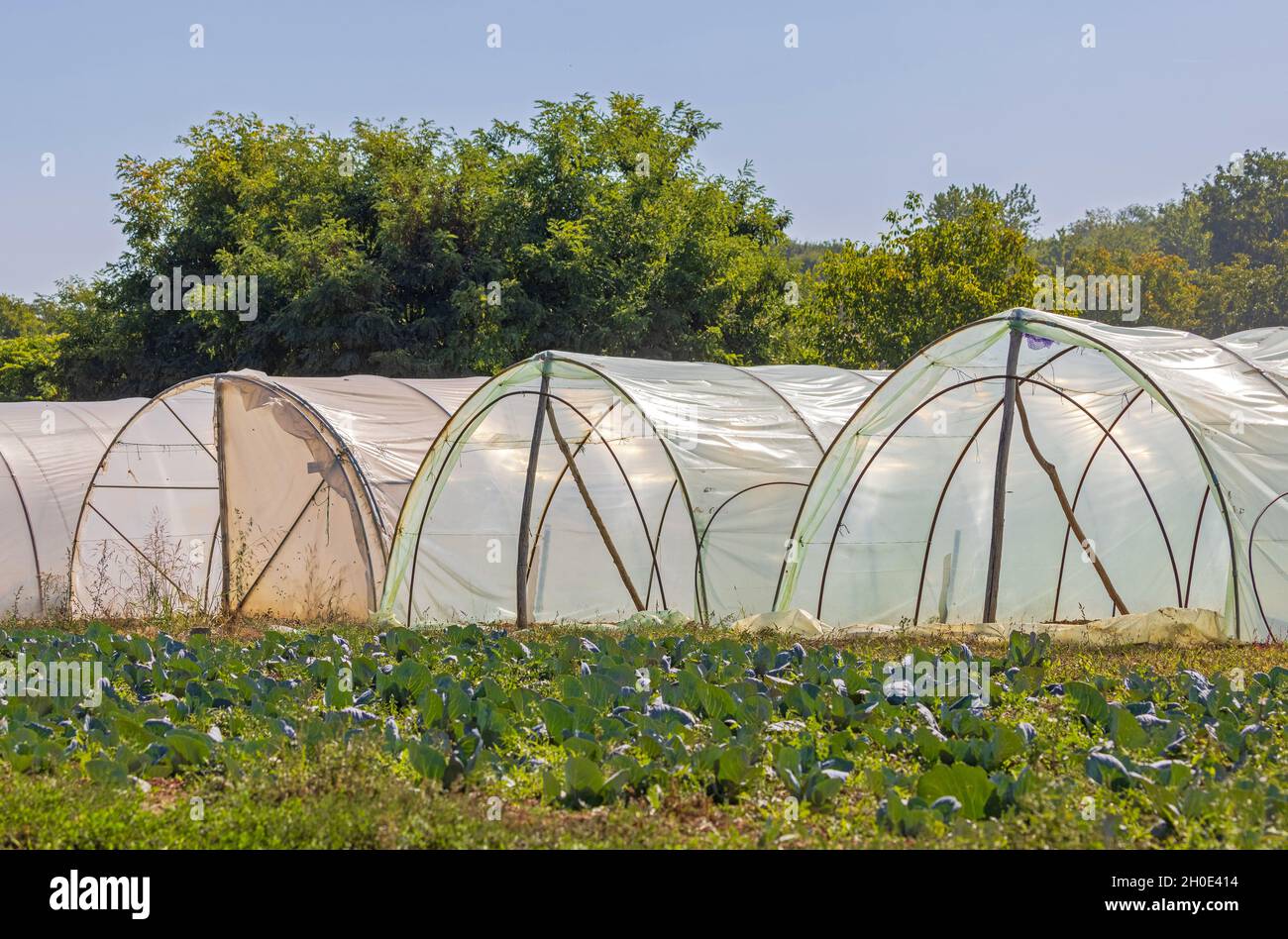 Poly Tunnels Vegetables and Fruits Farming Agriculture Stock Photo - Alamy