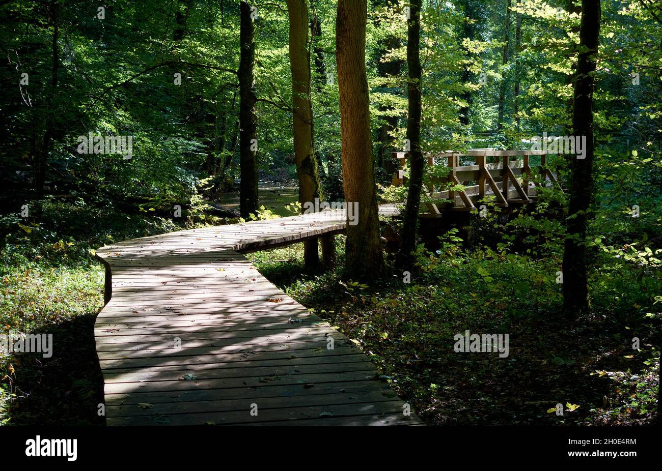 Wooden trail was constructed in a forest Stock Photo - Alamy
