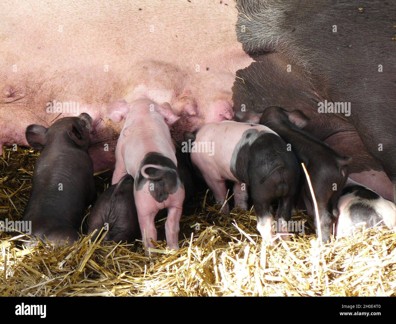 Pigs drinking milk hi-res stock photography and images - Alamy