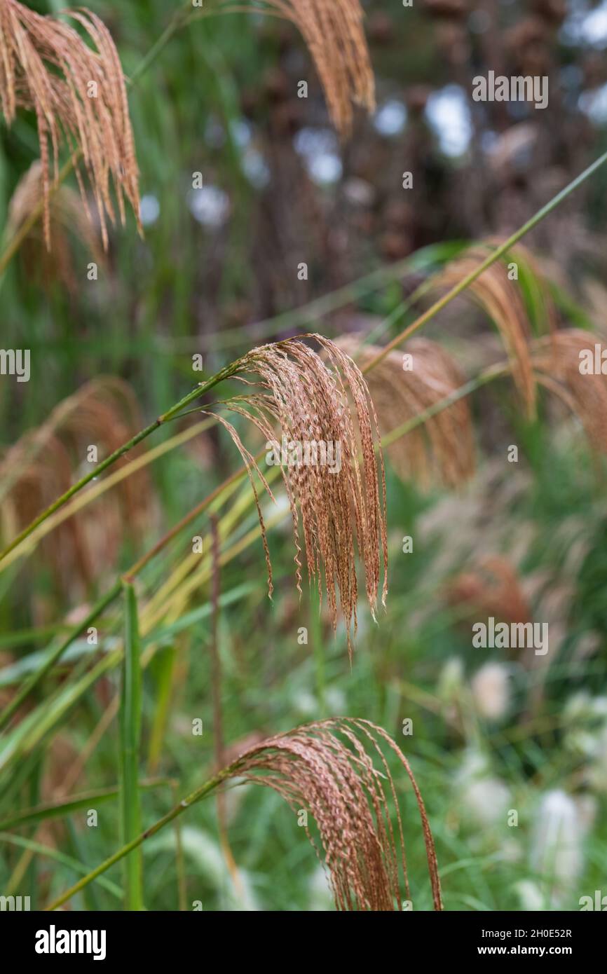 Deciduous ornamental grass, by the name Miscanthus nepalensis or ...