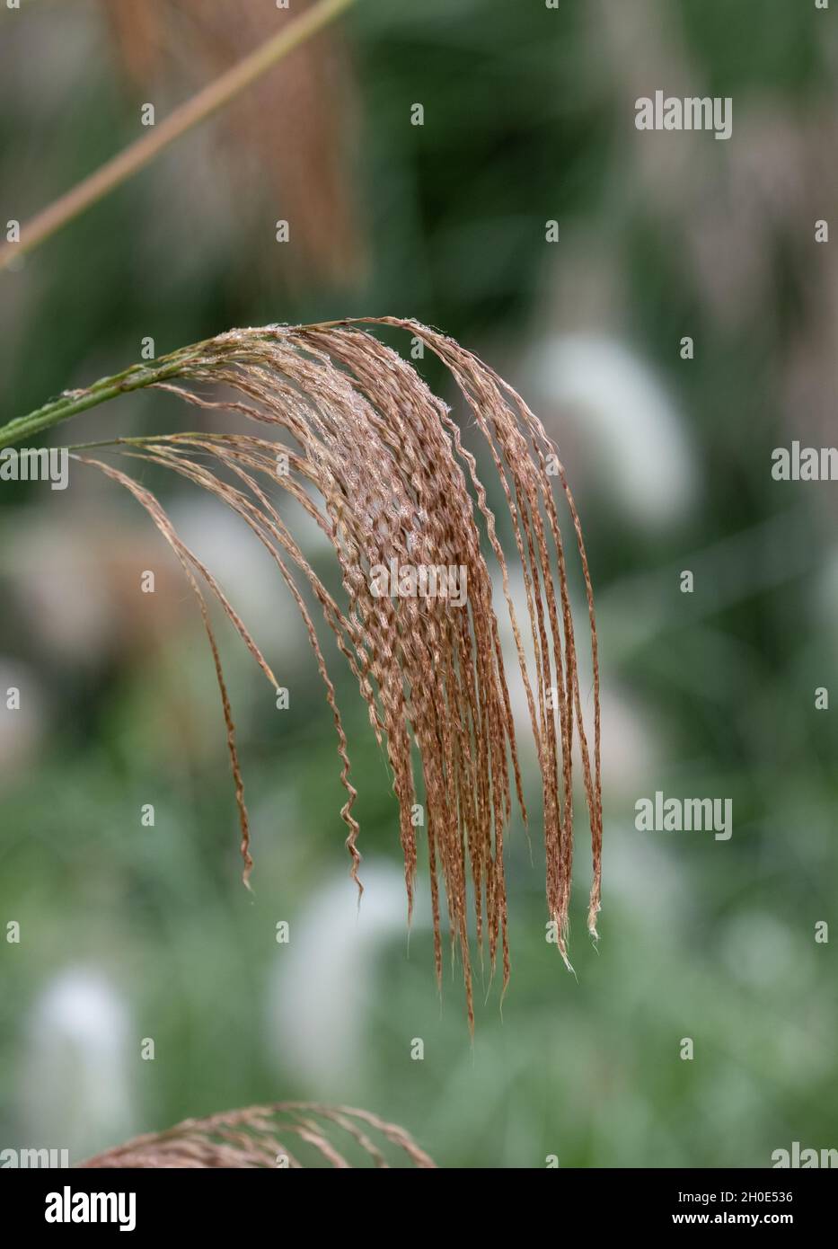 Deciduous ornamental grass, by the name Miscanthus nepalensis or ...
