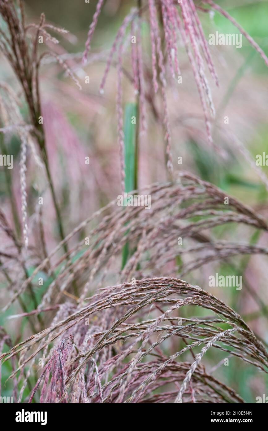 Ornamental grasses, photographed at the RHS Wisley garden, Woking ...