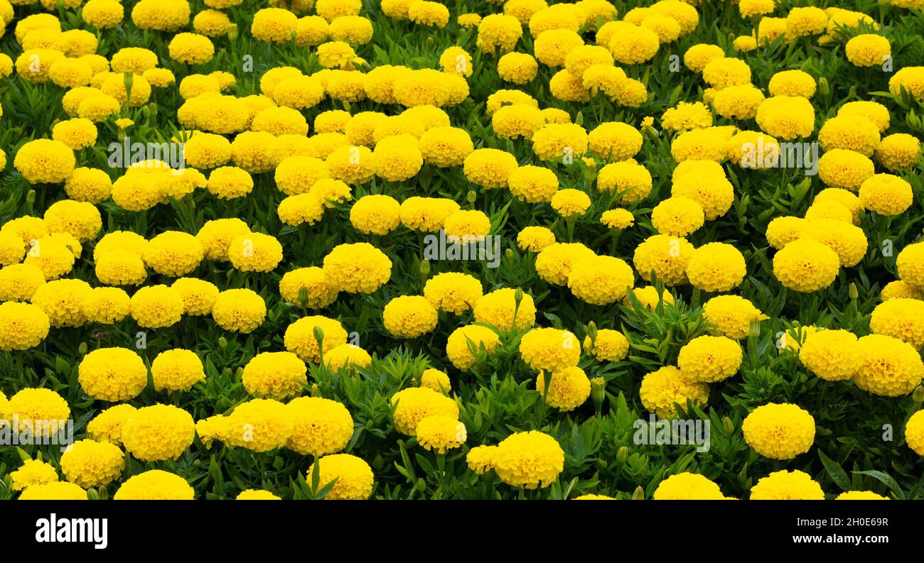 Yellow Marigold Flower Field