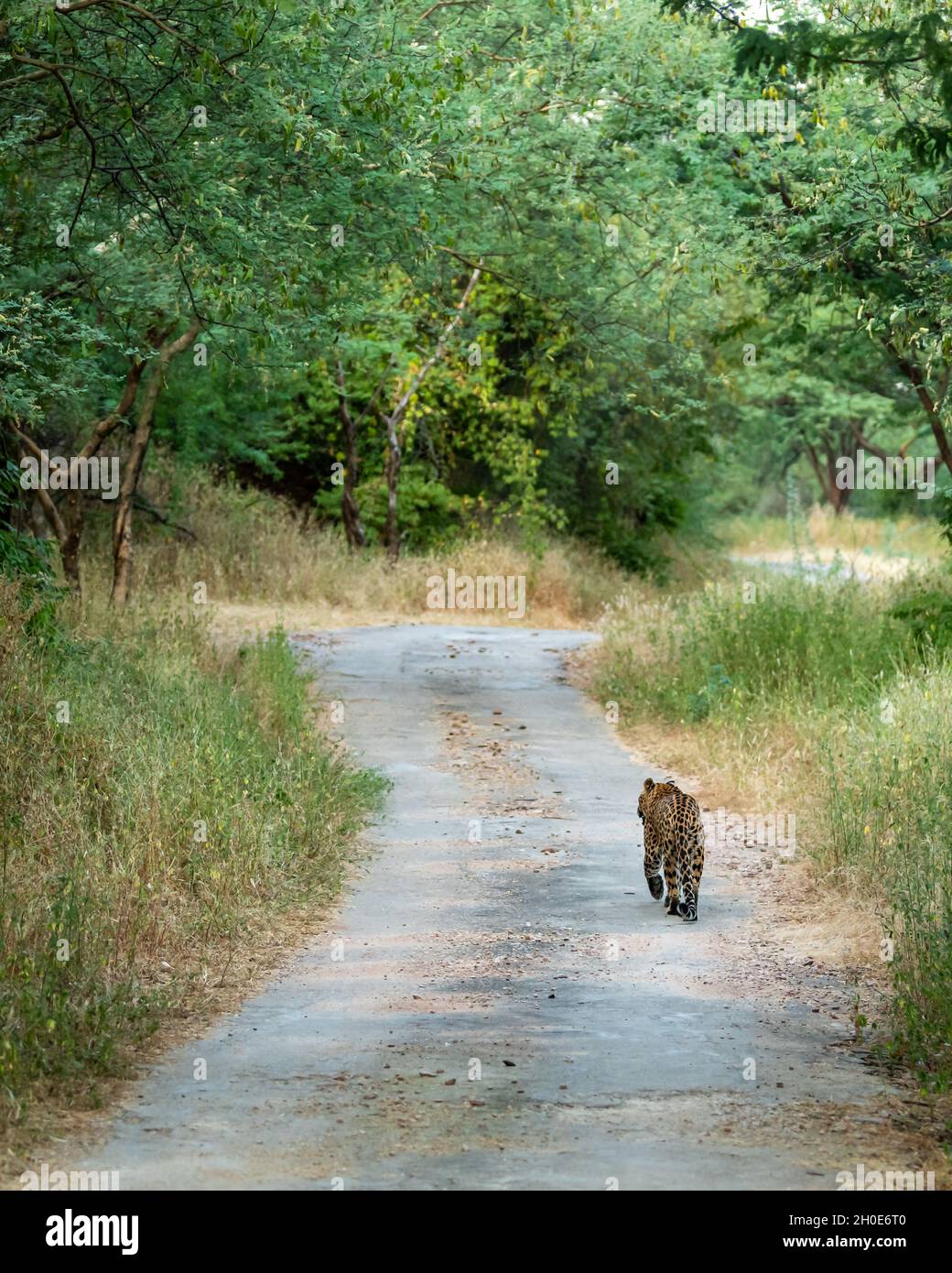 Back profile of a Indian wild male leopard or panther walking on a ...