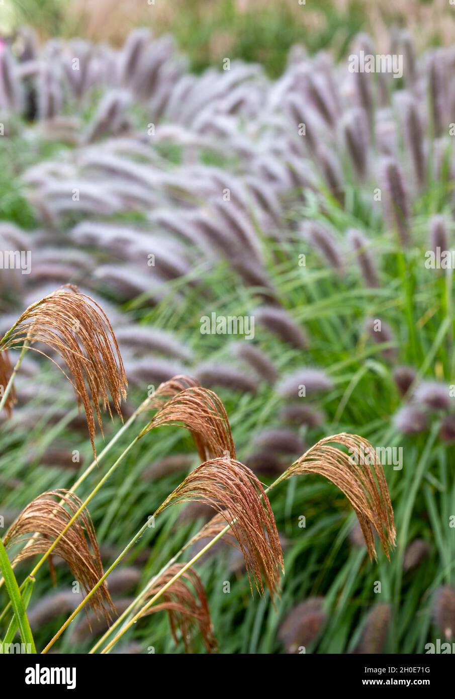 Deciduous ornamental grass, by the name Miscanthus nepalensis or ...