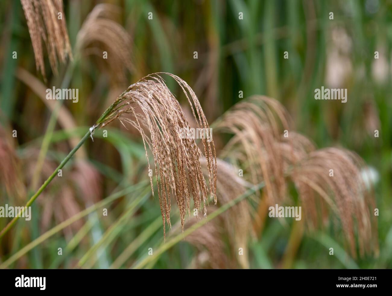 Deciduous ornamental grass, by the name Miscanthus nepalensis or ...