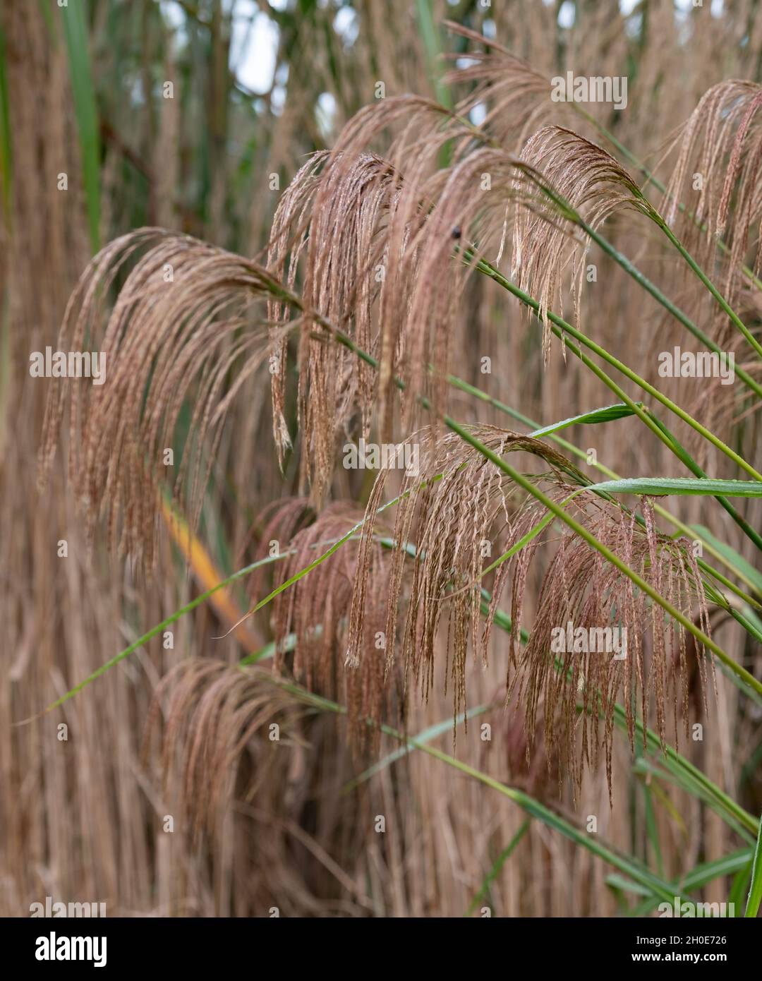 Deciduous ornamental grass, by the name Miscanthus nepalensis or ...
