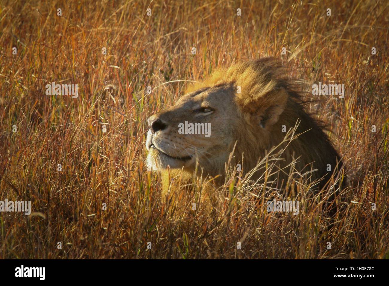 Lion cub approaching lioness hi-res stock photography and images - Alamy