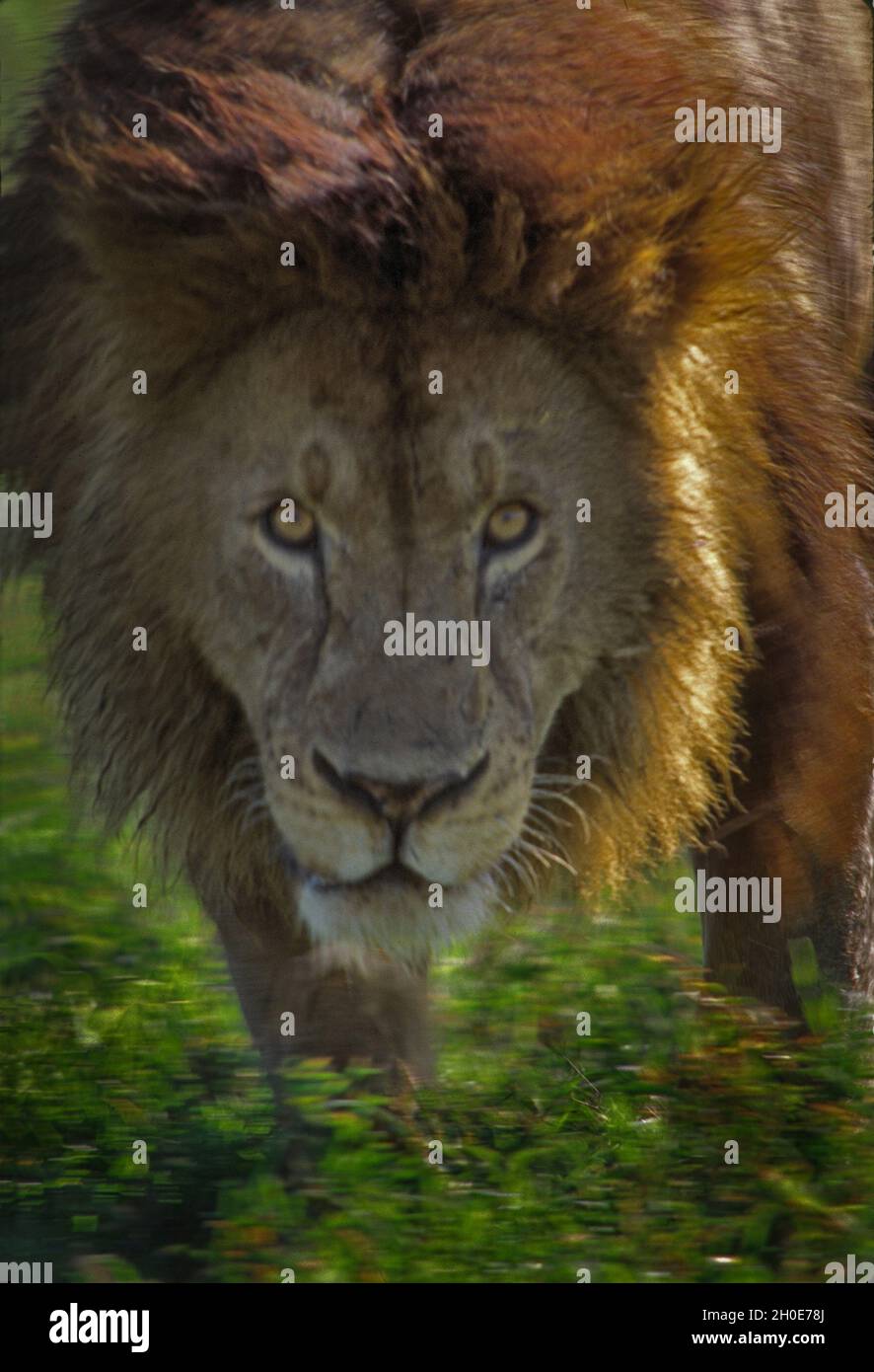 Across Africa lion population is dwindling rapidly. In Mid-1980s ...