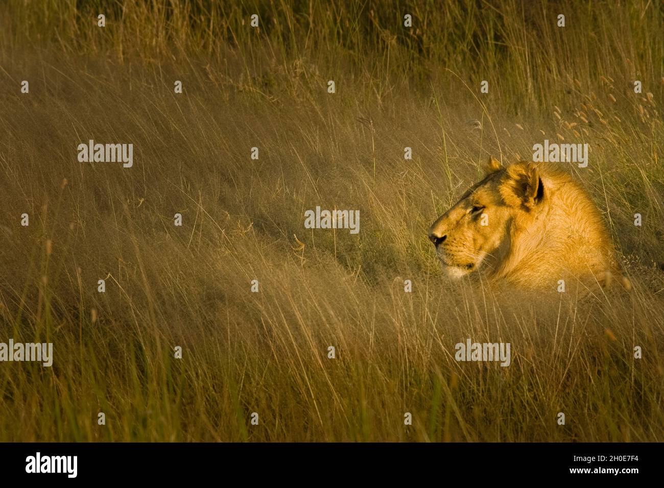 Rapidly declining species hi-res stock photography and images - Alamy