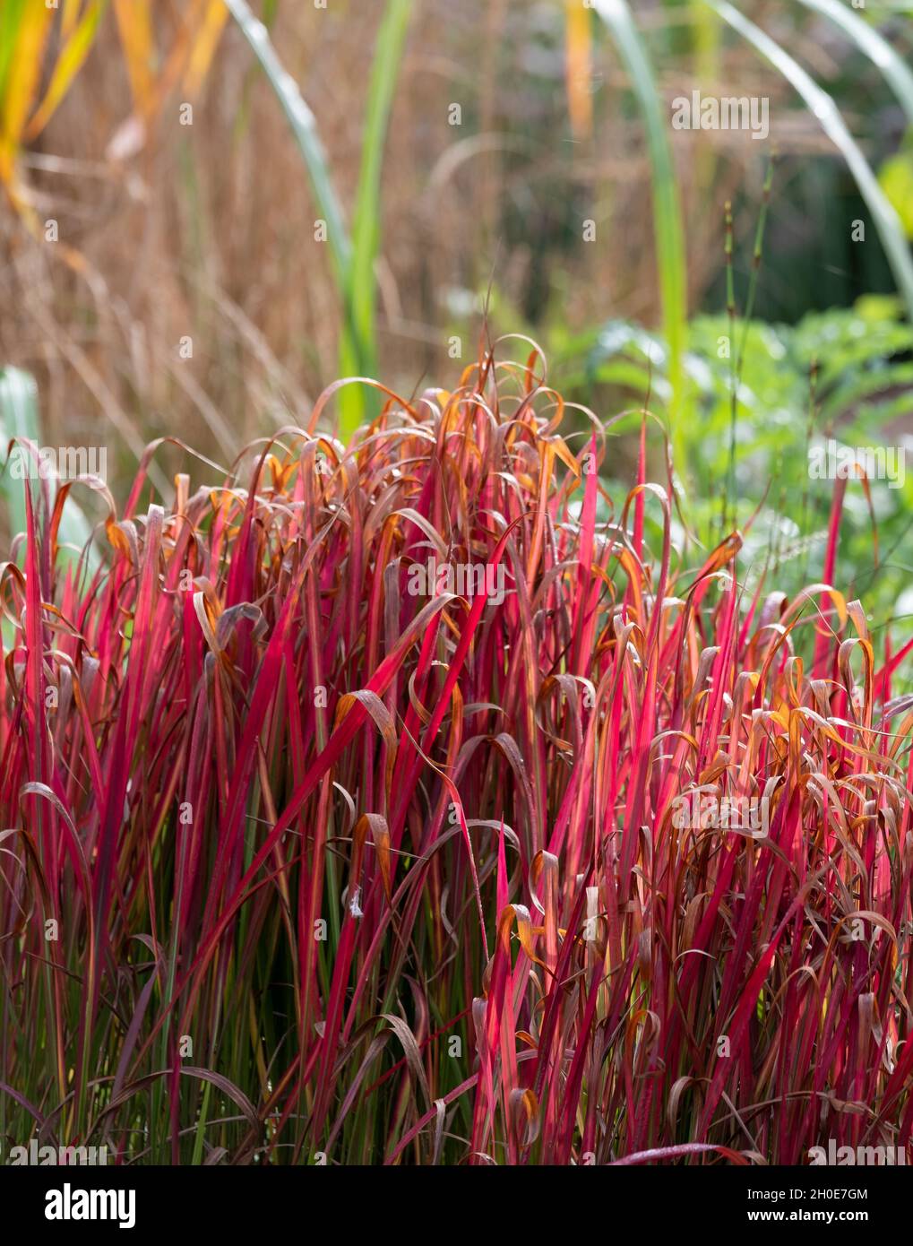 Deep red ornamental grass, by the name Imperata cylindrica Rubra ...