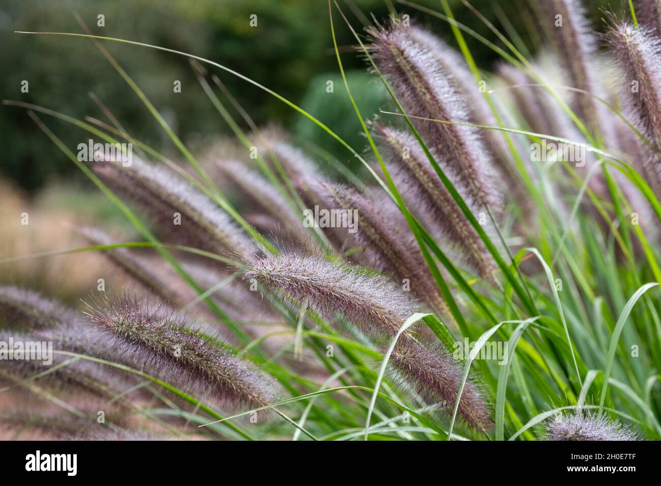 Ornamental grass by the name Pennisetum Alopecuroides or Chinese ...