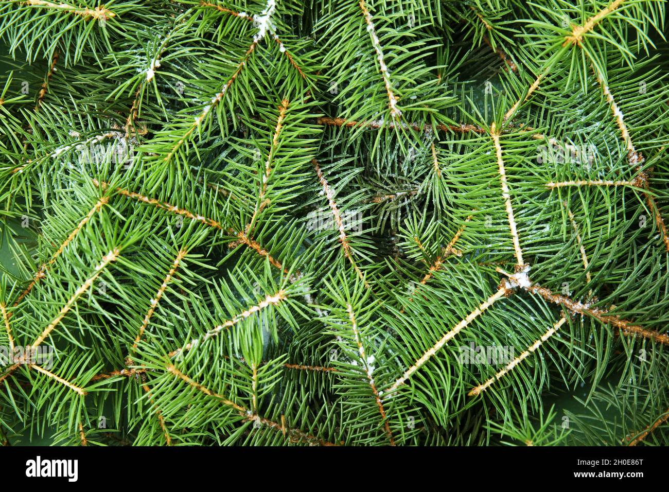 Branches of Christmas tree as background Stock Photo - Alamy