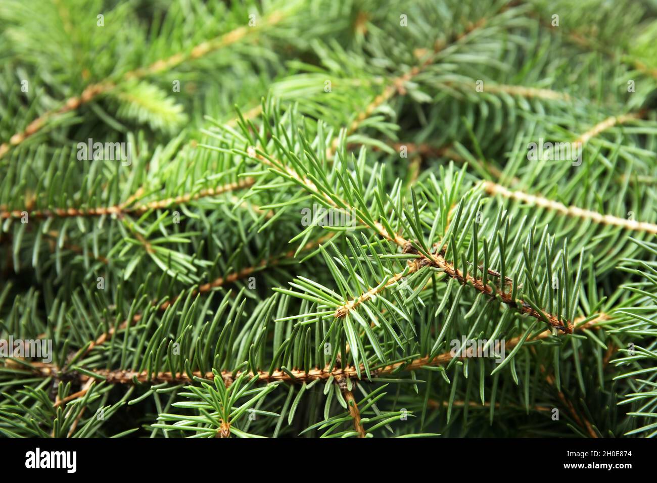 Branches of Christmas tree as background Stock Photo - Alamy