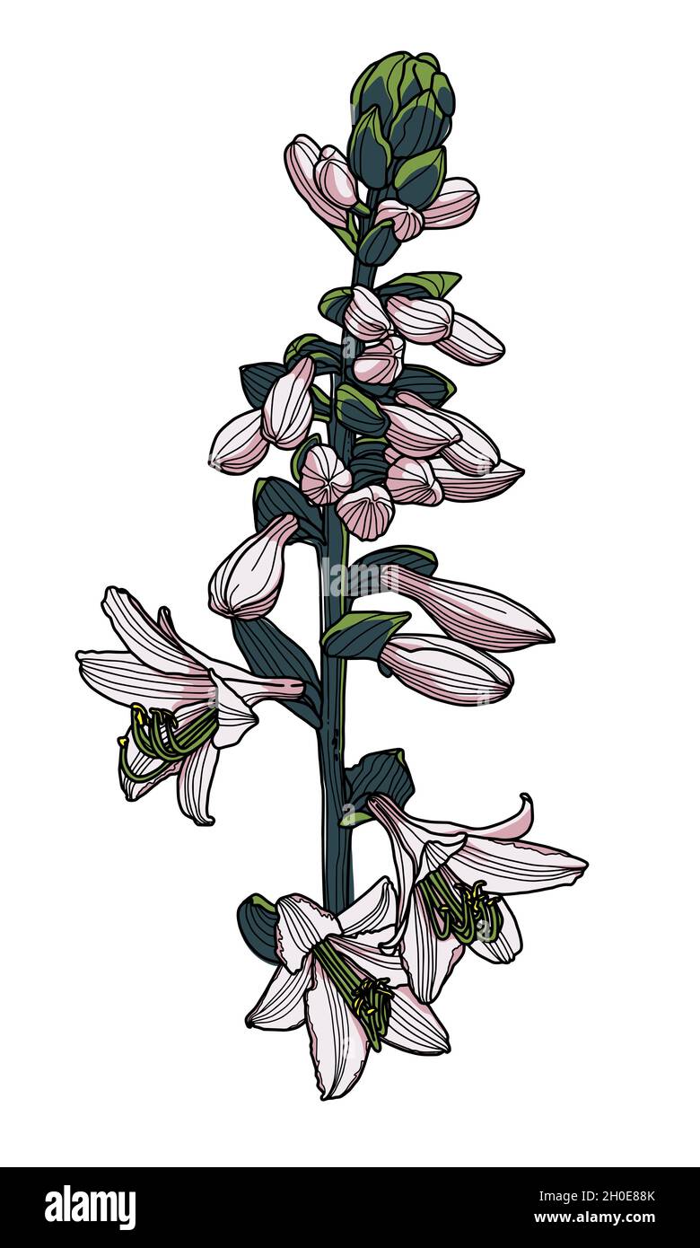 Realistic hosta flower hand drawing with leaves and buds, modern ...