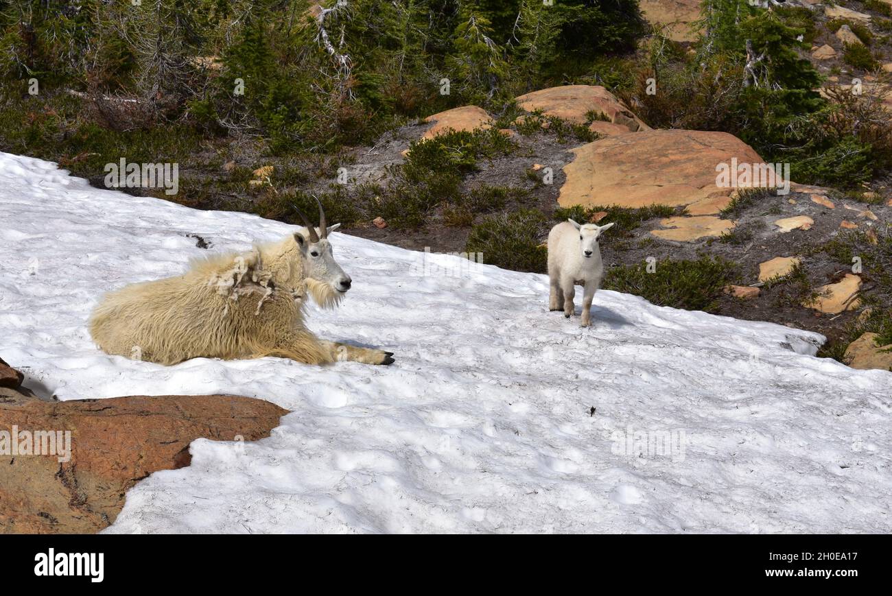 Mountain goat with baby Stock Photo - Alamy