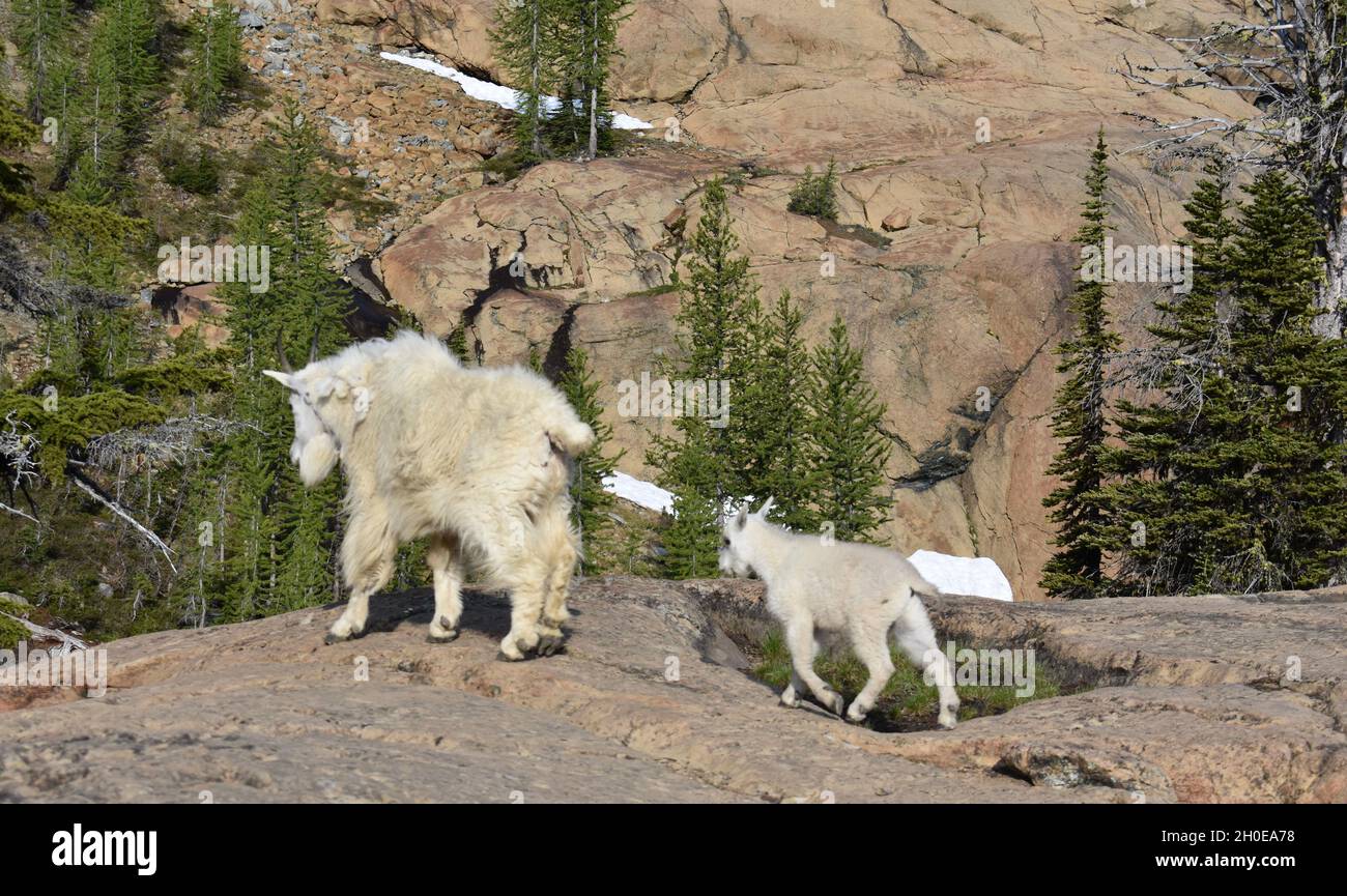 Mountain goat with baby Stock Photo - Alamy