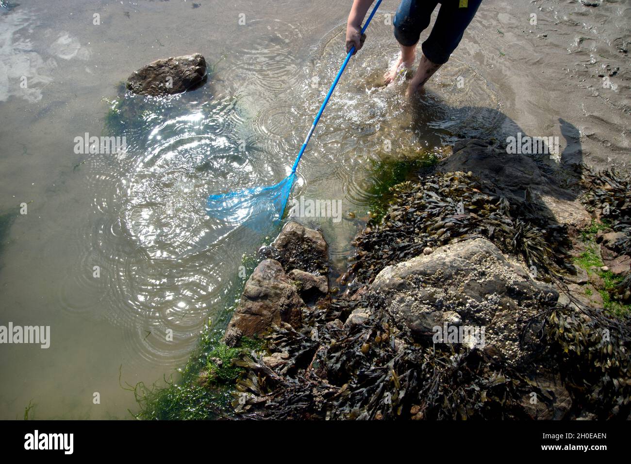 Rockpool beach hi-res stock photography and images - Alamy