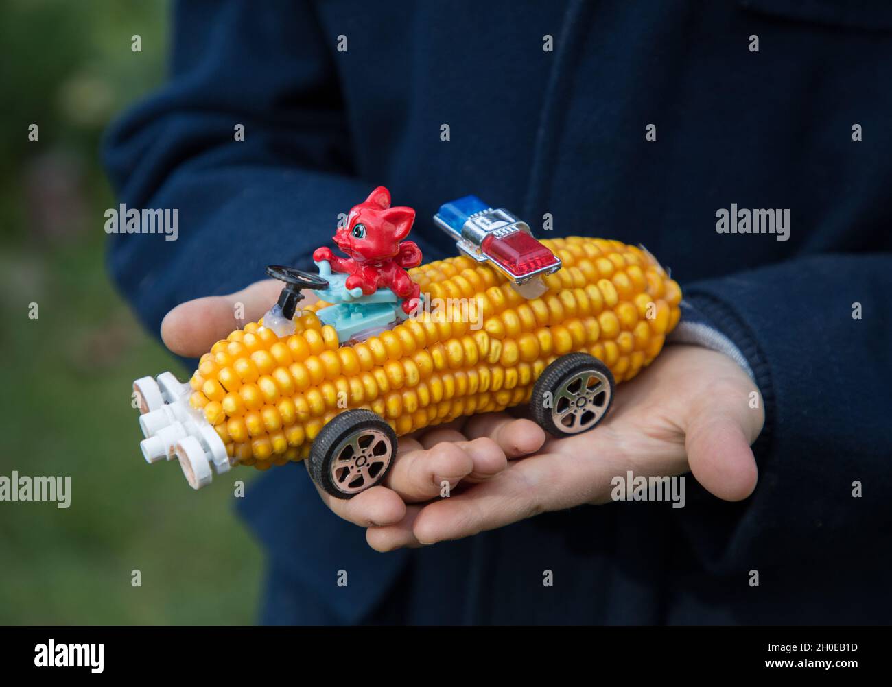 child holds in his hands a children's car made of dry yellow corn ...