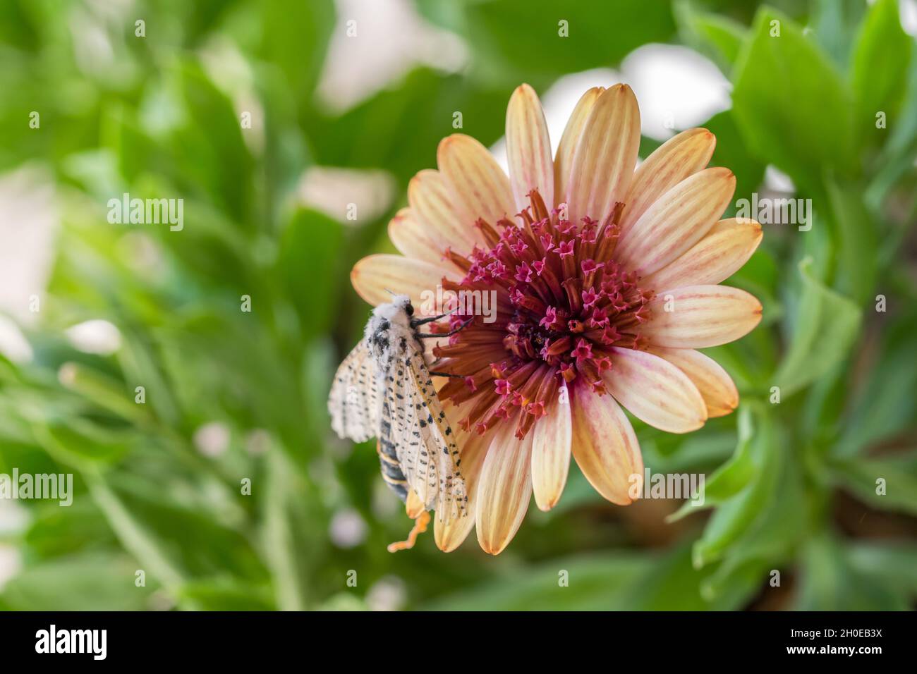 Wood Leopard Moth, Zeuzera pyrina, white moth with black spots resting ...