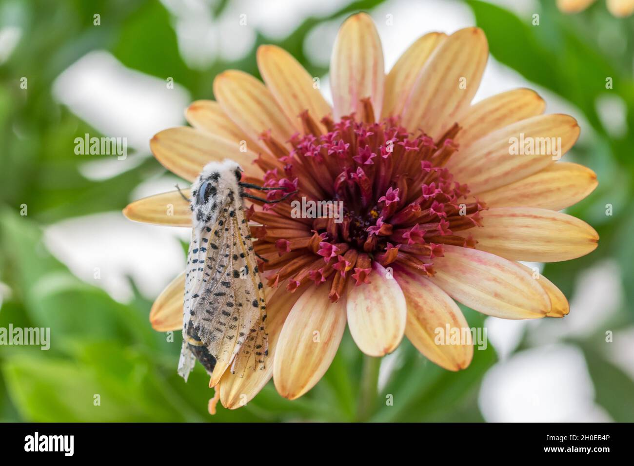 Wood Leopard Moth, Zeuzera pyrina, white moth with black spots resting ...