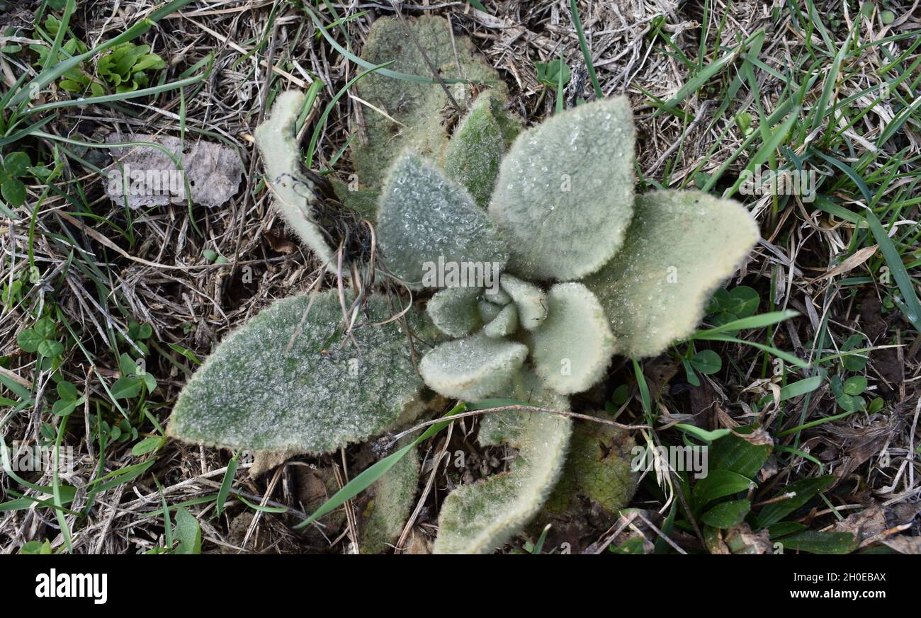 Fuzzy plant hi-res stock photography and images - Alamy