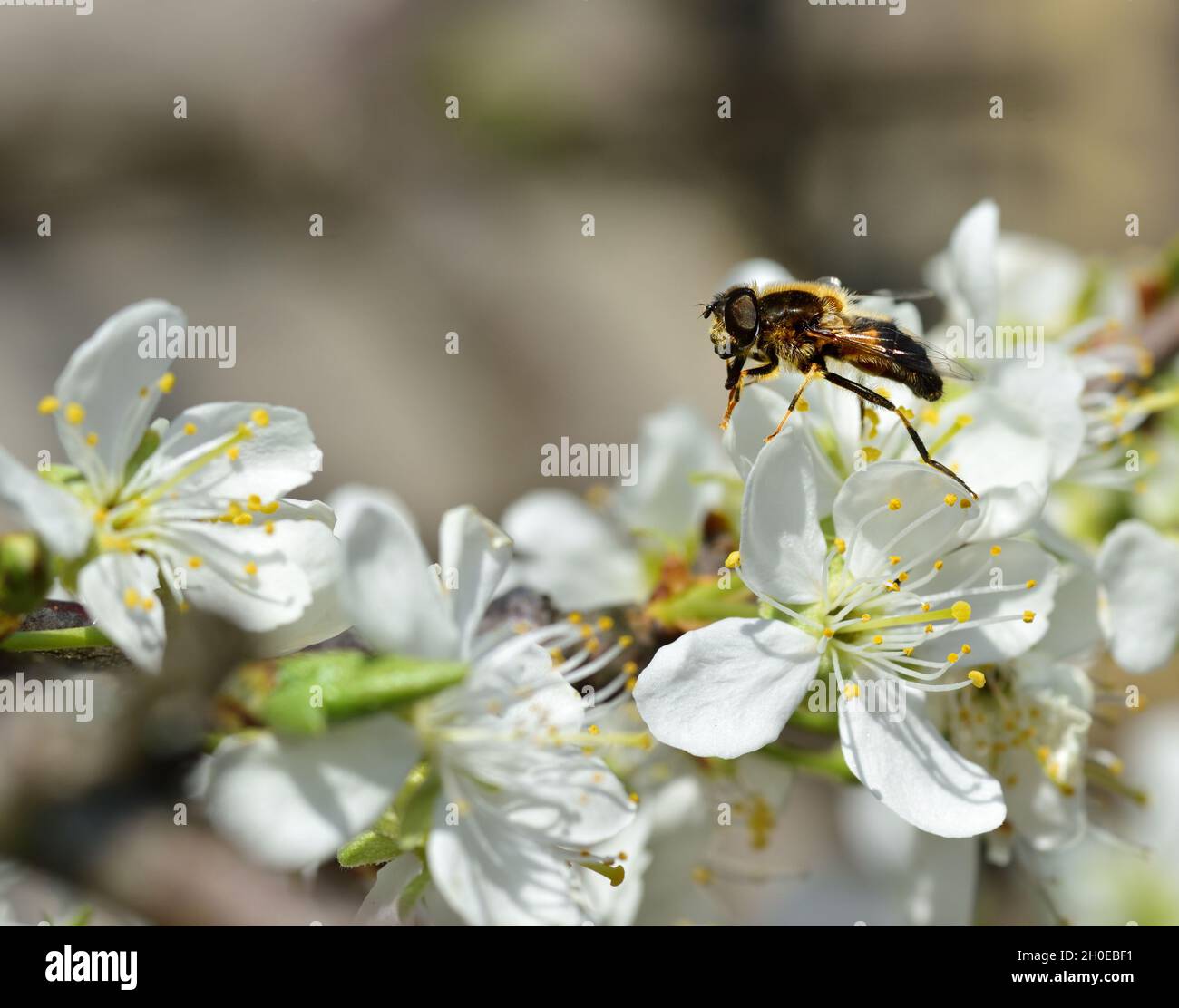 Drone Fly bathing in the sunshine on a white flower Stock Photo - Alamy