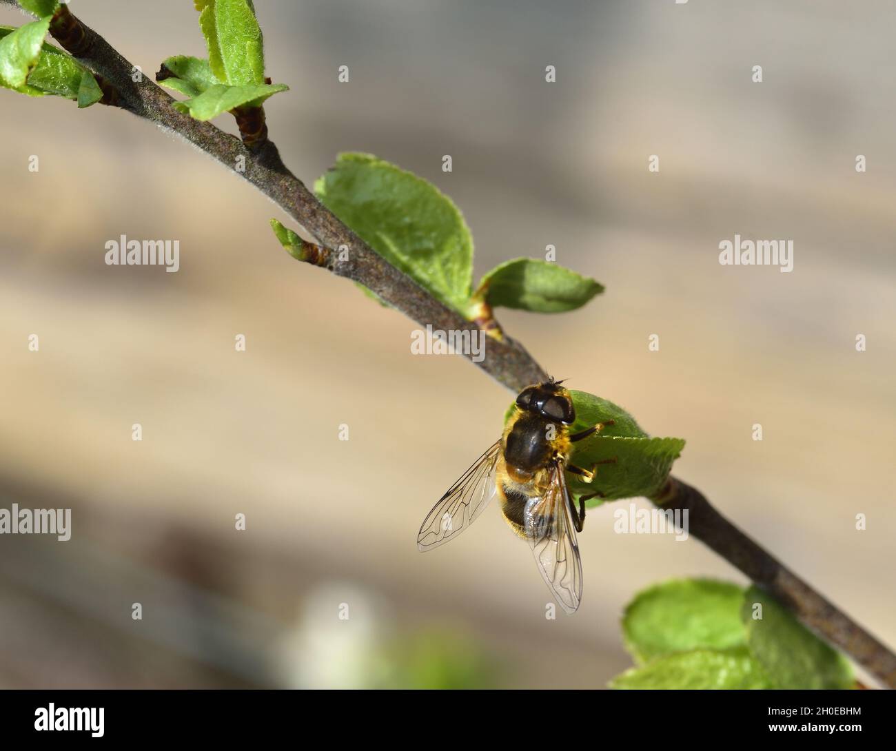 Drone Fly bathing in the sunshine Stock Photo - Alamy