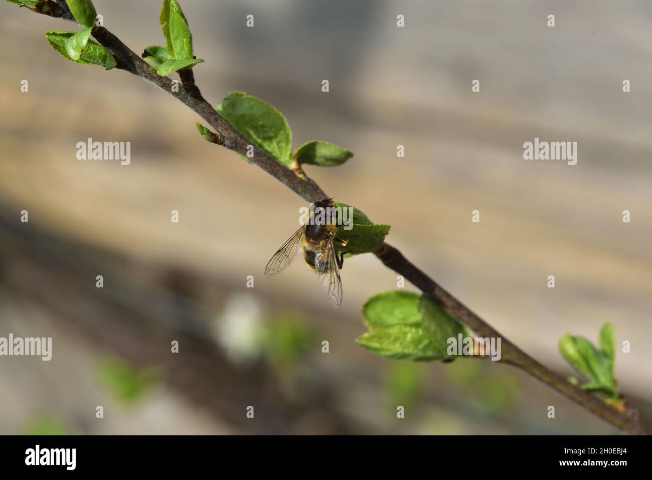 Drone Fly bathing in the sunshine Stock Photo - Alamy