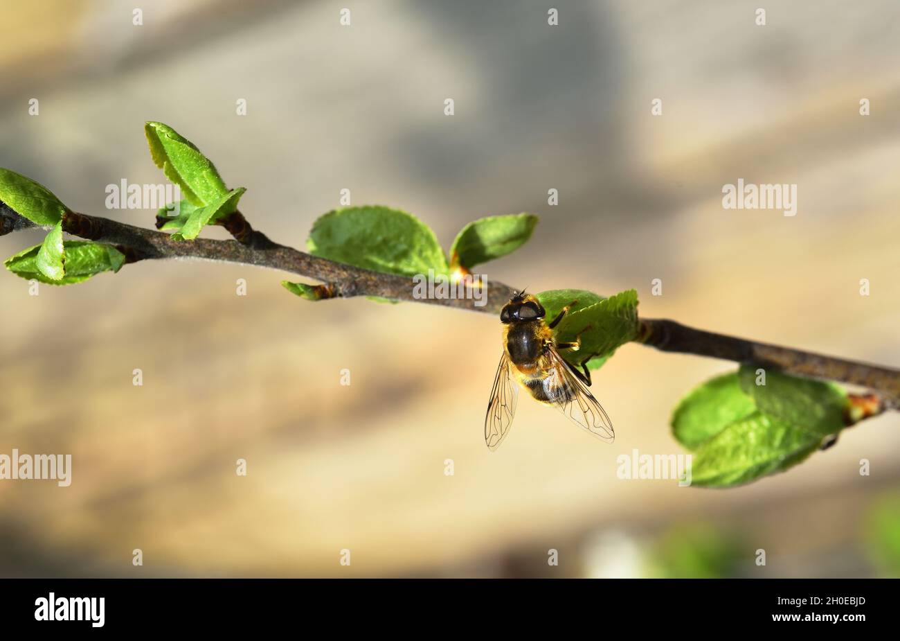 Drone Fly bathing in the sunshine Stock Photo - Alamy