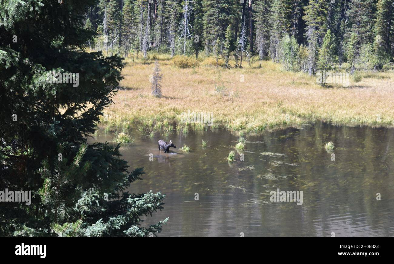 Moose in lake Stock Photo - Alamy