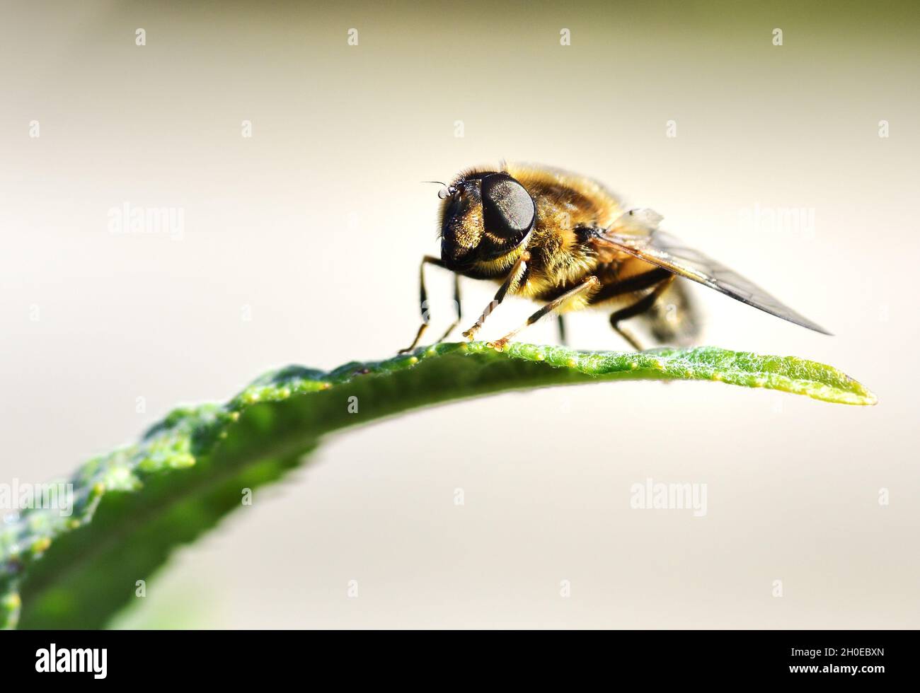 Drone Fly bathing in the sunshine Stock Photo - Alamy