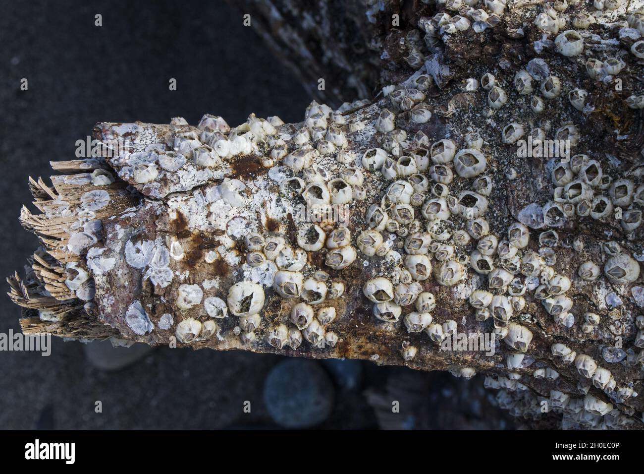Large group of small clam on the wood, on the beach Stock Photo - Alamy