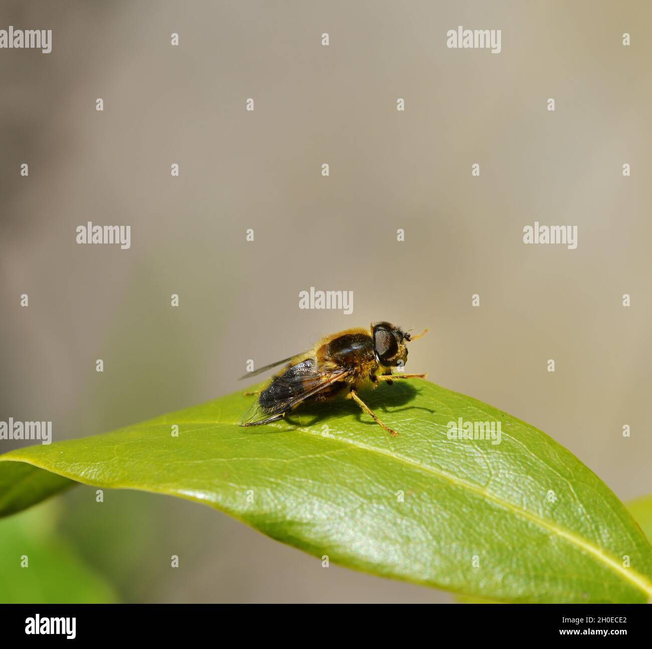 Drone Fly bathing in the sunshine Stock Photo - Alamy