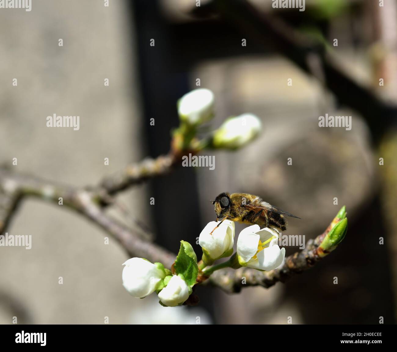 Drone Fly bathing in the sunshine on a white flower Stock Photo - Alamy