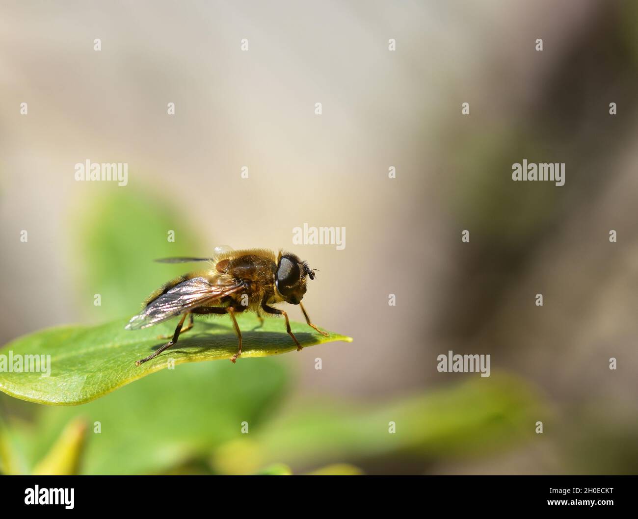 Drone Fly bathing in the sunshine Stock Photo - Alamy
