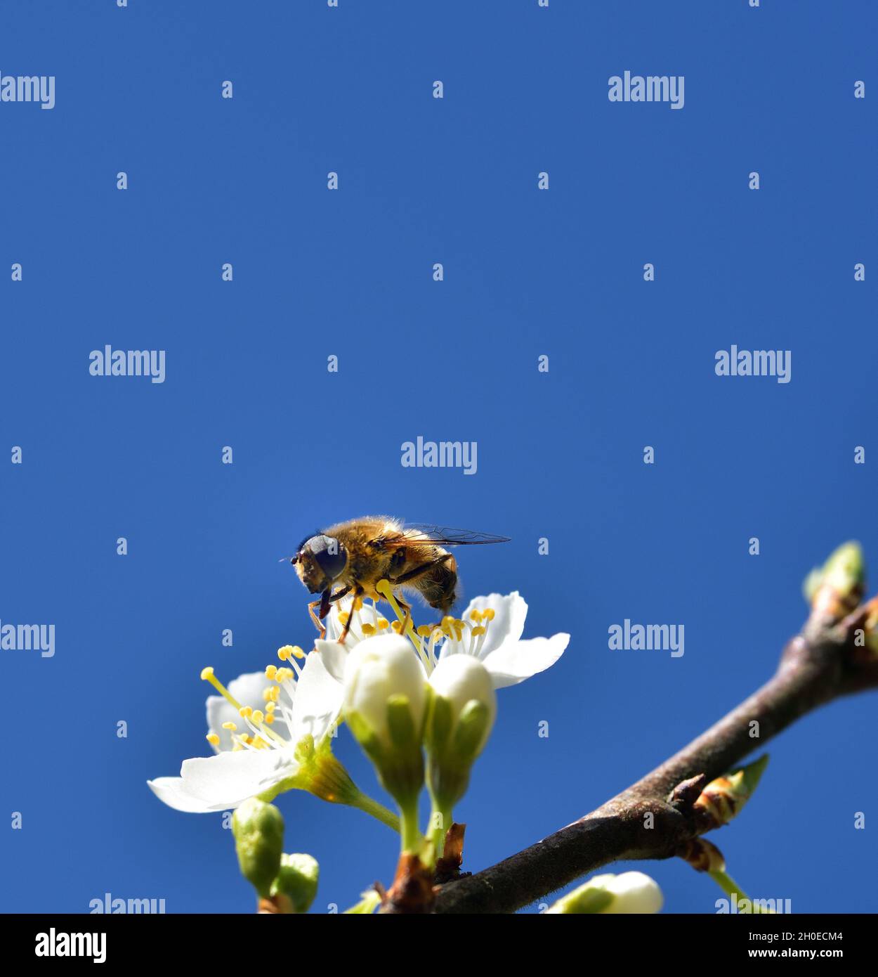 Drone Fly bathing in the sunshine on a white flower Stock Photo - Alamy