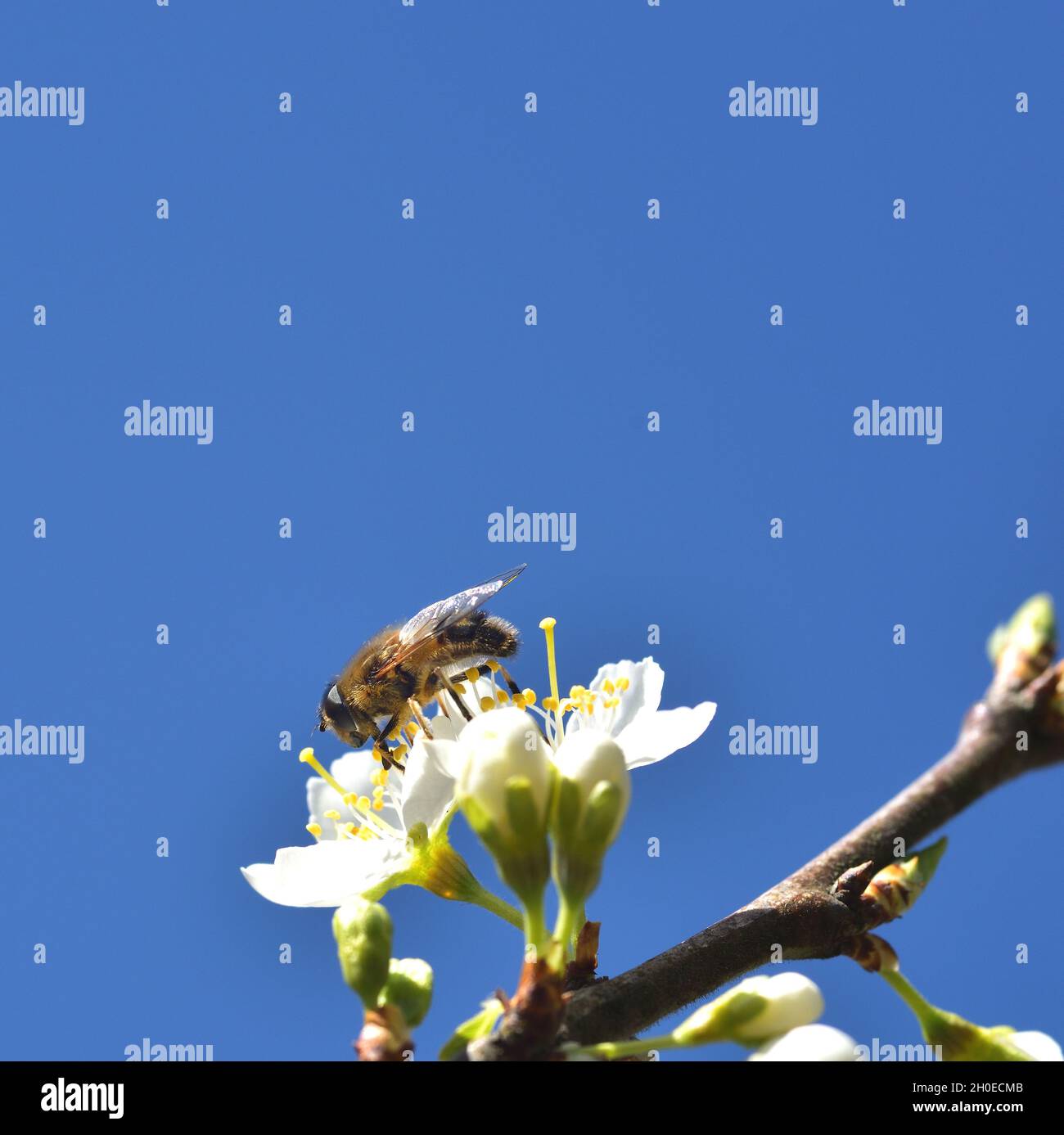Drone Fly bathing in the sunshine on a white flower Stock Photo - Alamy