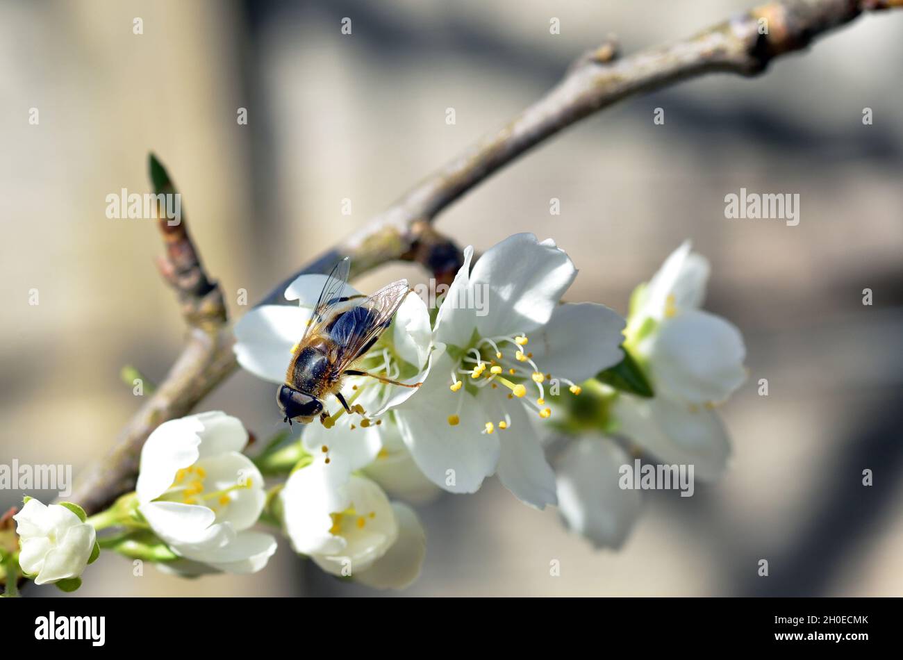 Drone Fly bathing in the sunshine on a white flower Stock Photo - Alamy