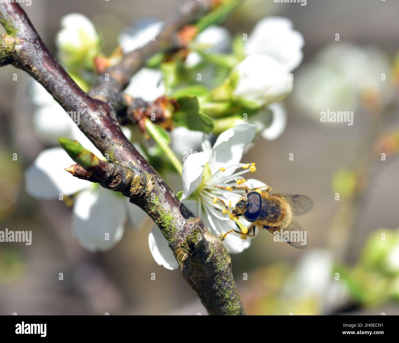 Drone Fly bathing in the sunshine on a white flower Stock Photo - Alamy