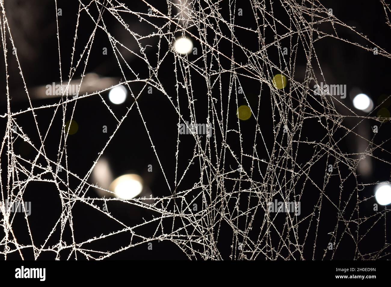 Spider texture hi-res stock photography and images - Alamy