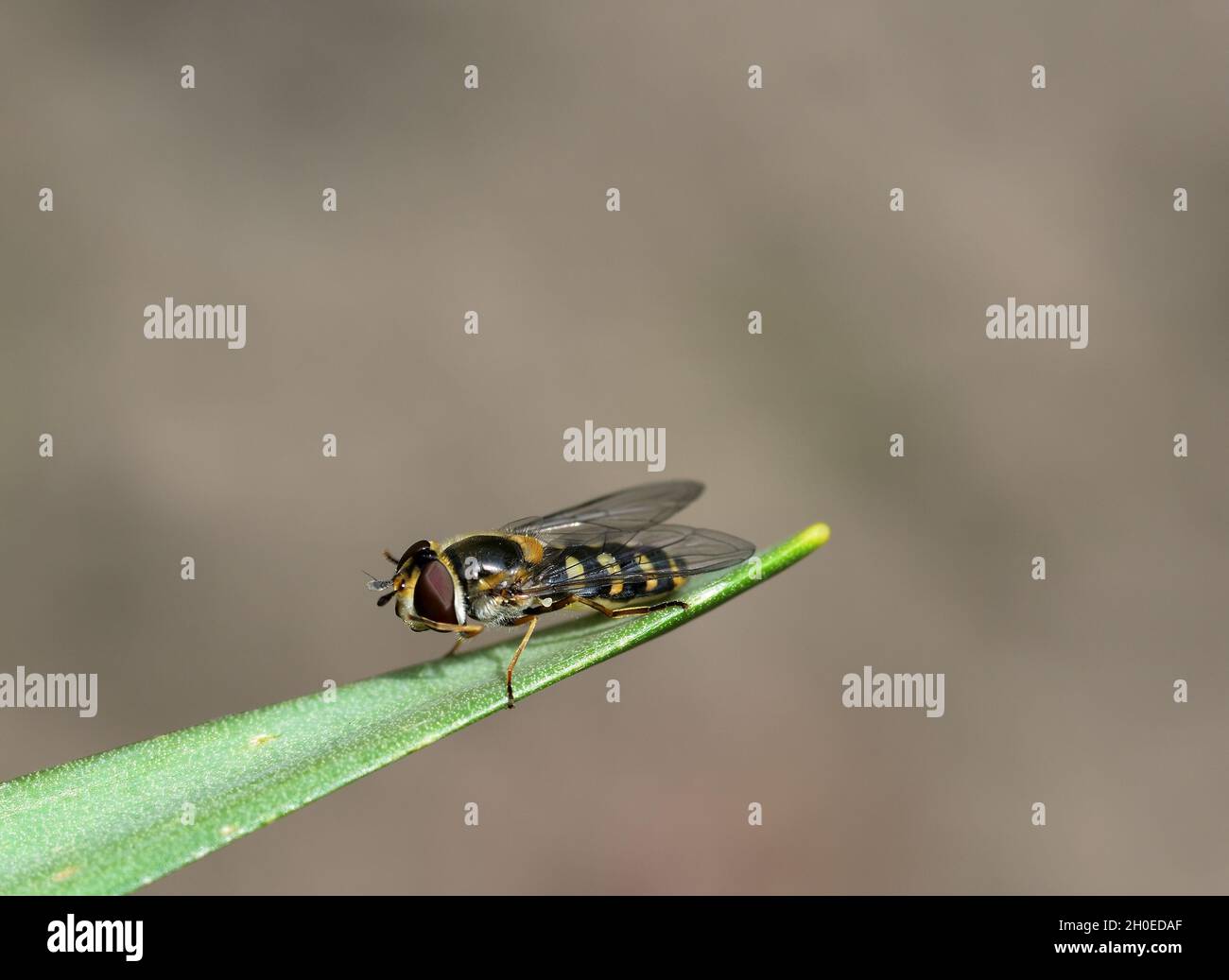 Drone Fly bathing in the sunshine Stock Photo - Alamy