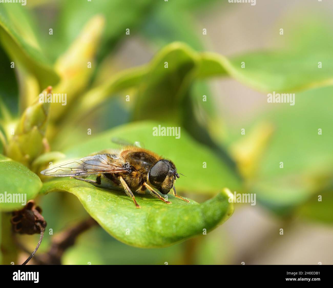 Drone Fly bathing in the sunshine Stock Photo - Alamy