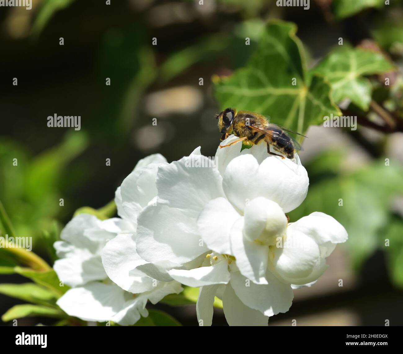 Drone Fly bathing in the sunshine on a white flower Stock Photo - Alamy