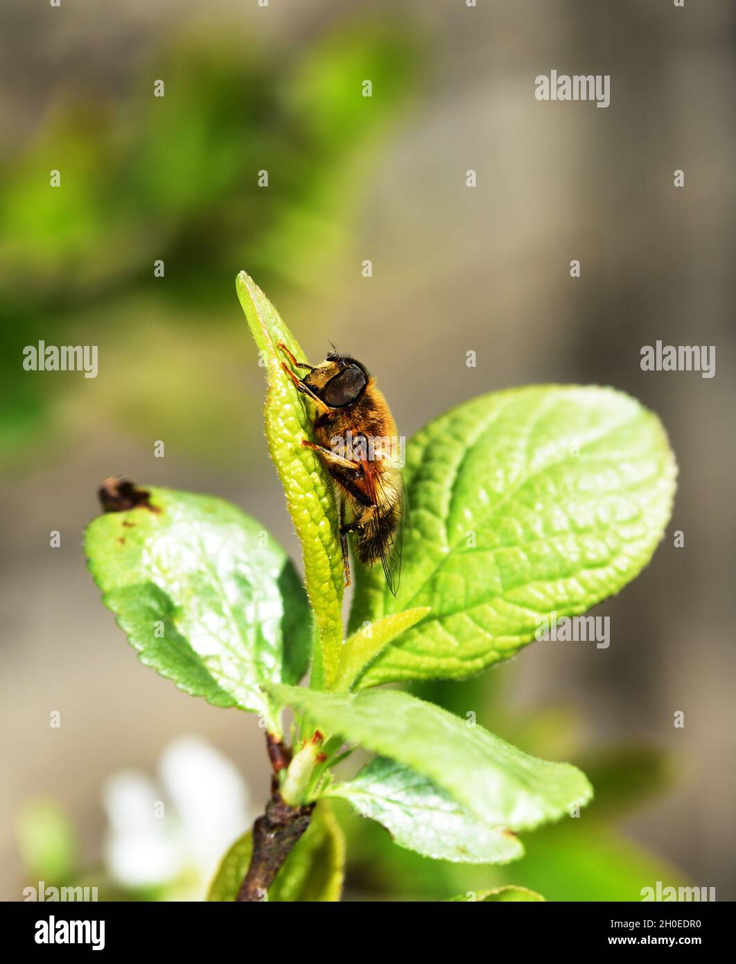Drone Fly bathing in the sunshine Stock Photo - Alamy