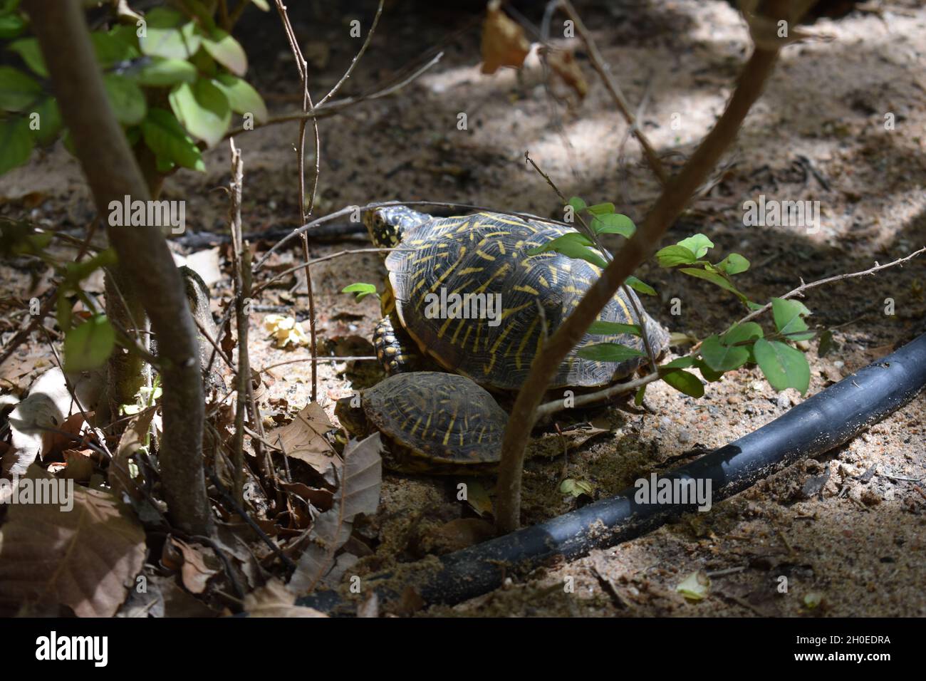 Baby turtles and mother hi-res stock photography and images - Alamy